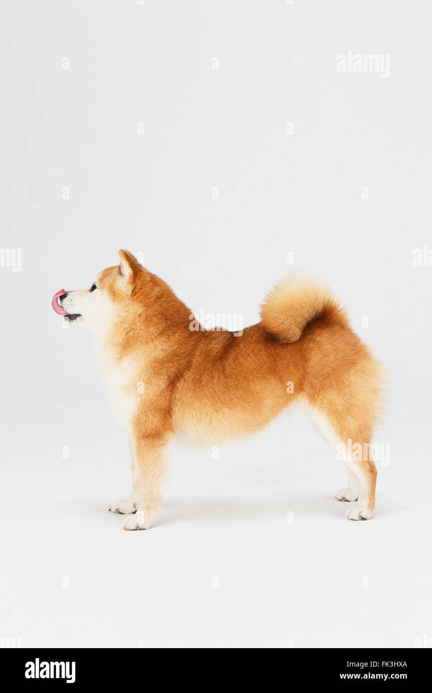 Shiba side profile hi-res stock photography and images - Alamy