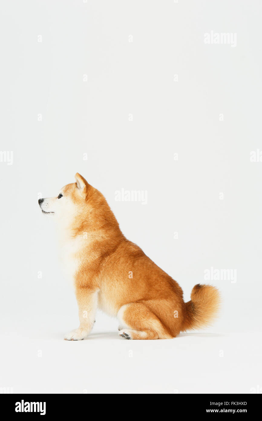 Shiba side profile hi-res stock photography and images - Alamy