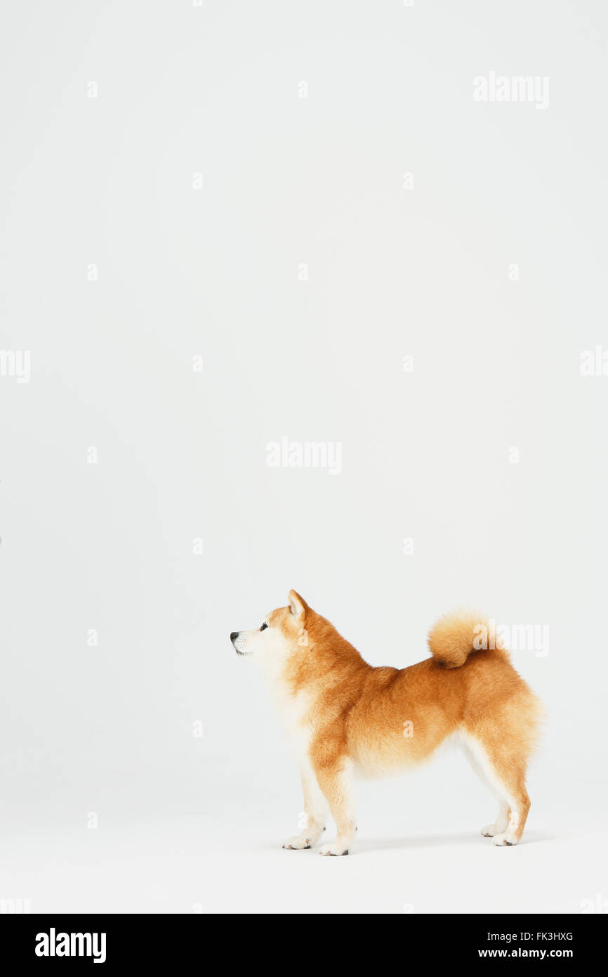 Shiba side profile hi-res stock photography and images - Alamy