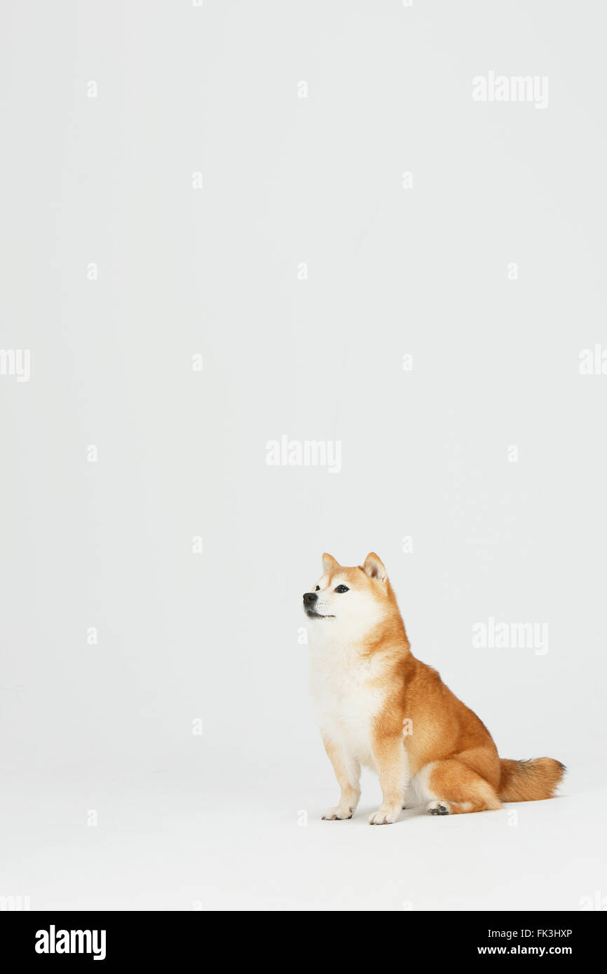 Side view shiba inu hi-res stock photography and images - Alamy
