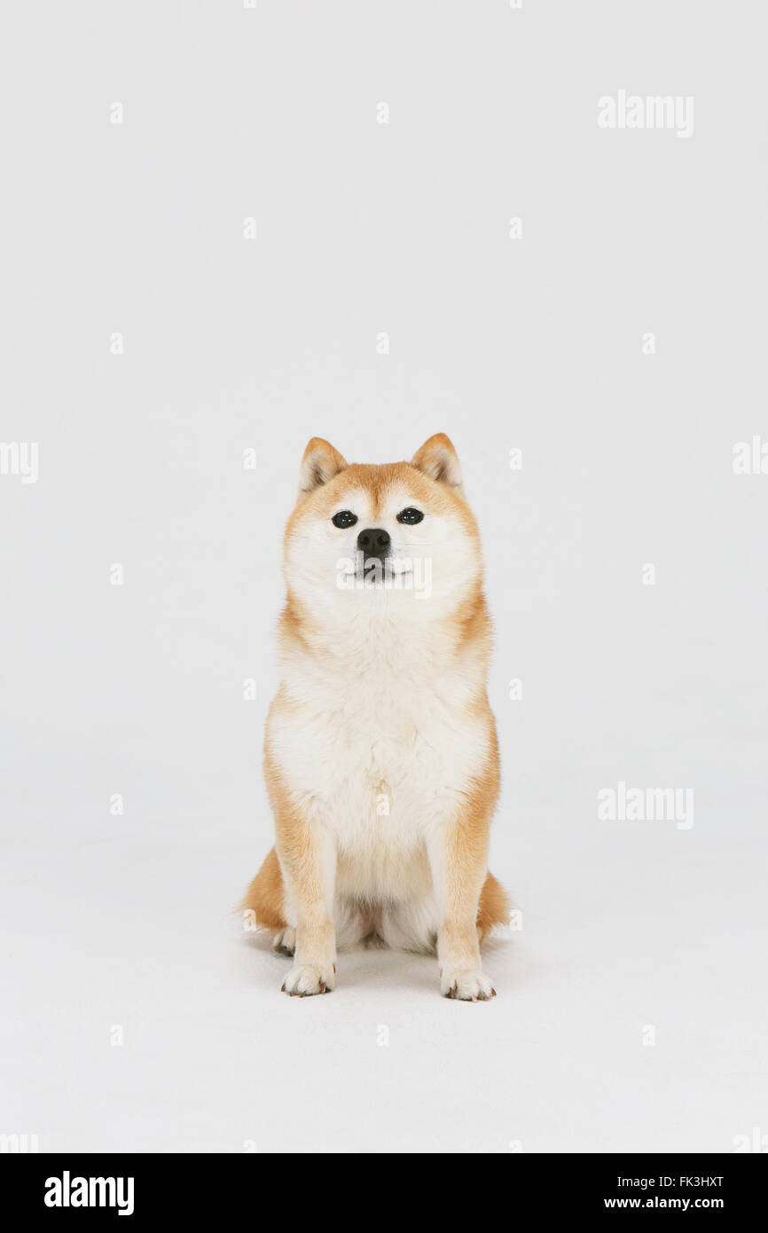 Sitting shiba inu hi-res stock photography and images - Alamy