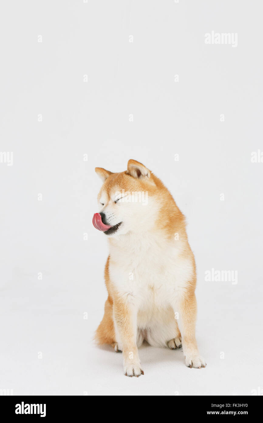 Shiba inu nose hi-res stock photography and images - Alamy