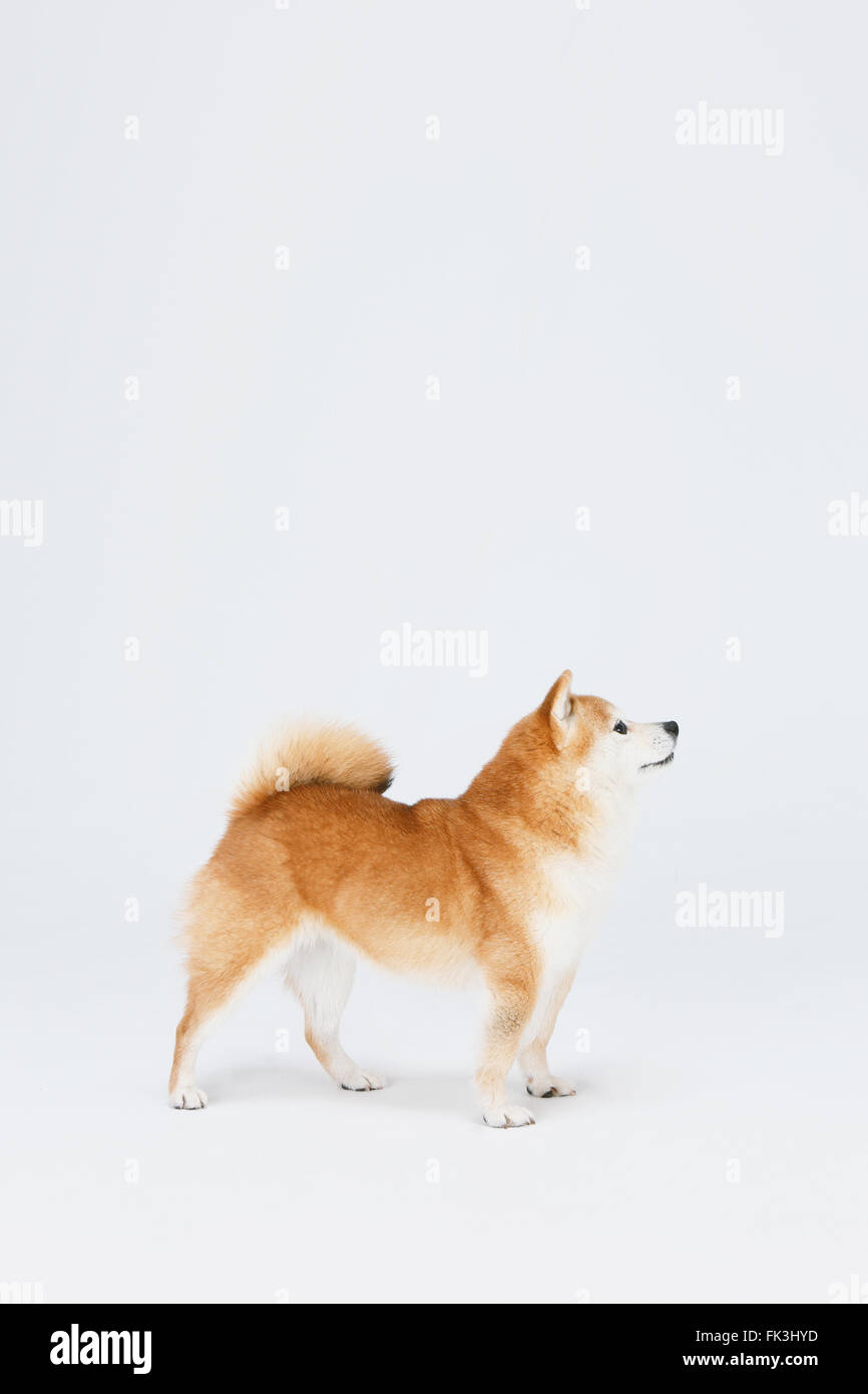 Shiba inu profile hi-res stock photography and images - Alamy