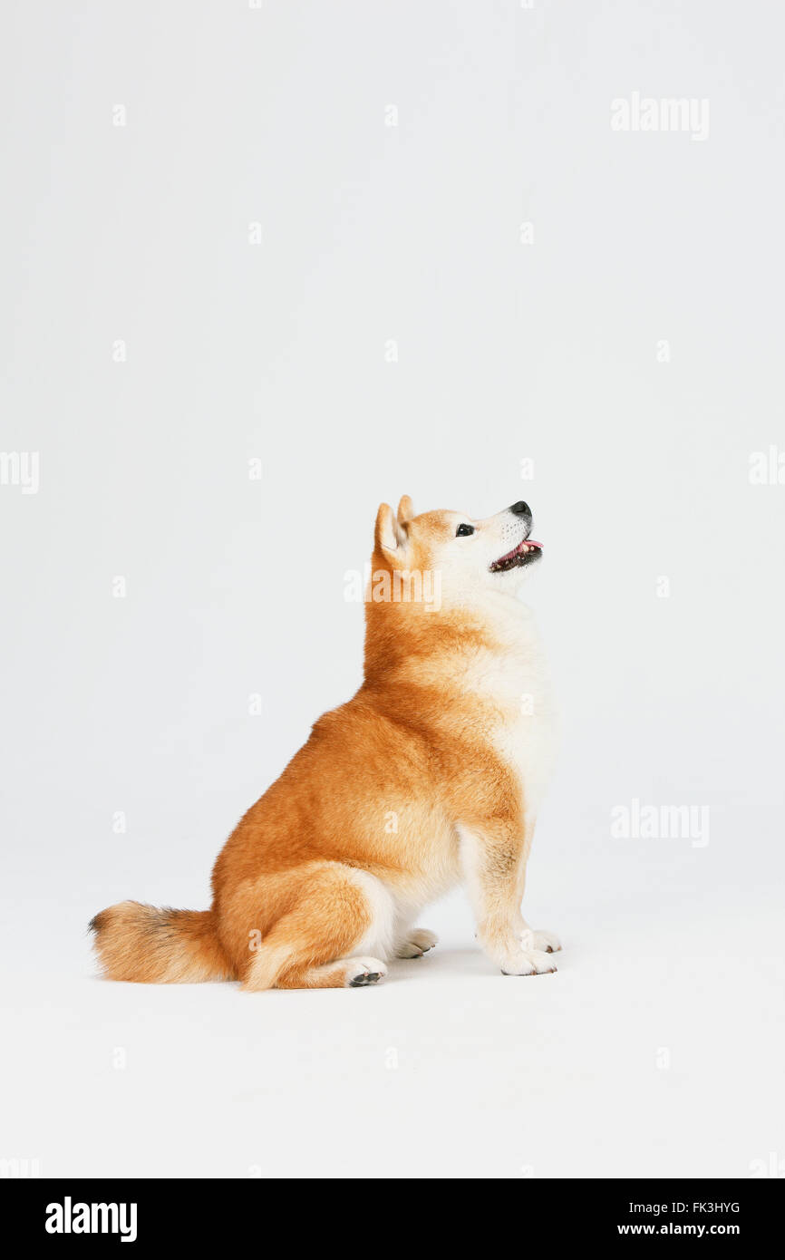 Shiba side profile hi-res stock photography and images - Alamy