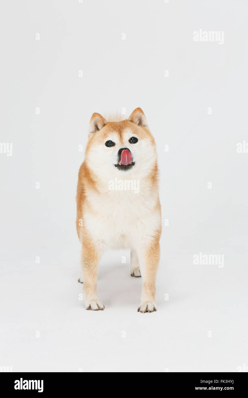 Shiba inu nose hi-res stock photography and images - Alamy
