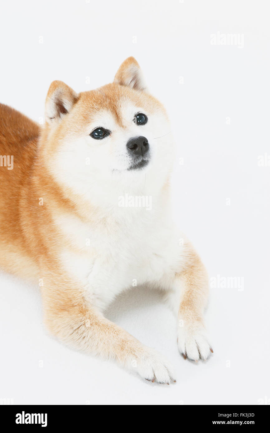 Cute shiba inu hi-res stock photography and images - Alamy