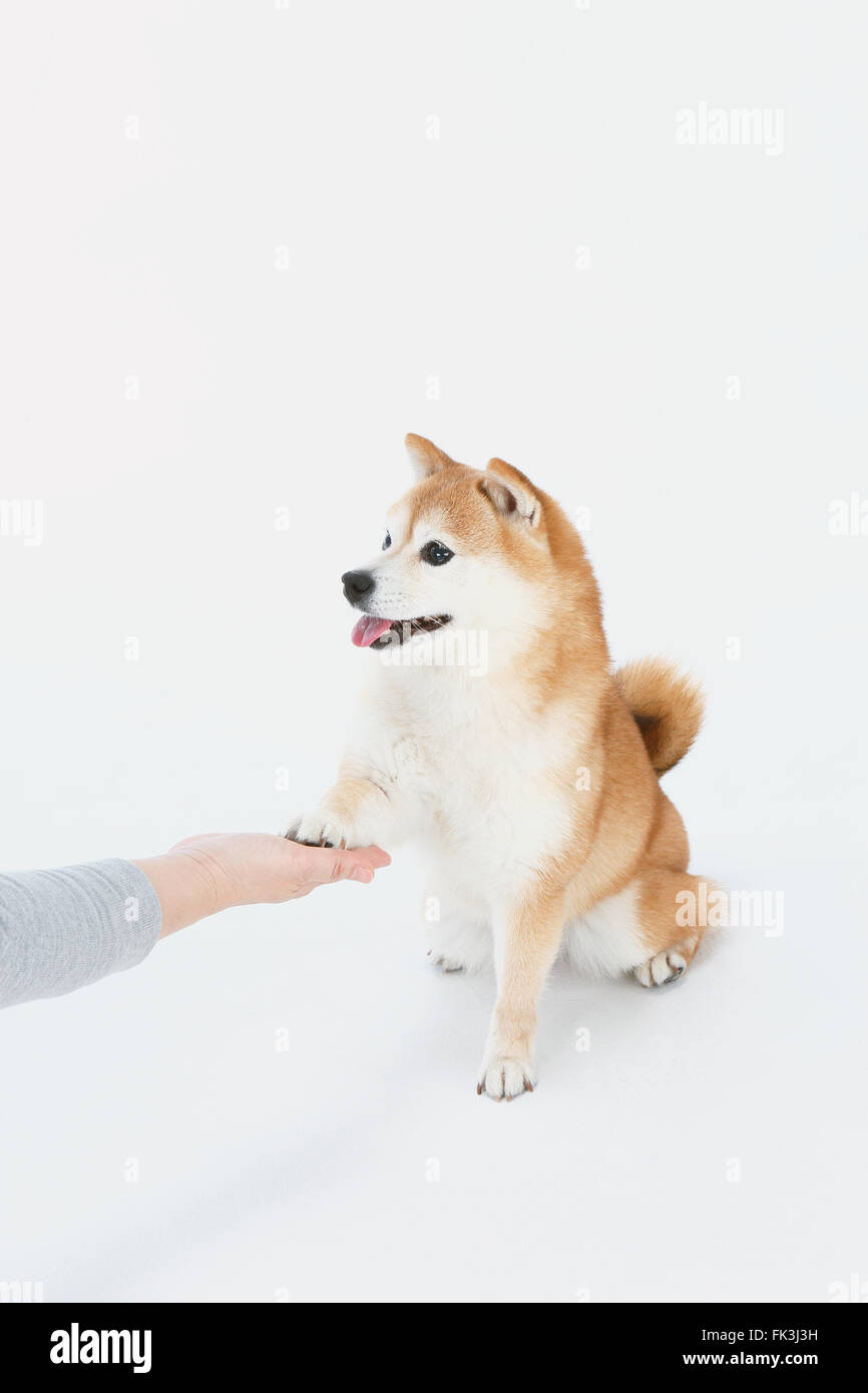 Shiba Inu giving paw to its owner Stock Photo - Alamy