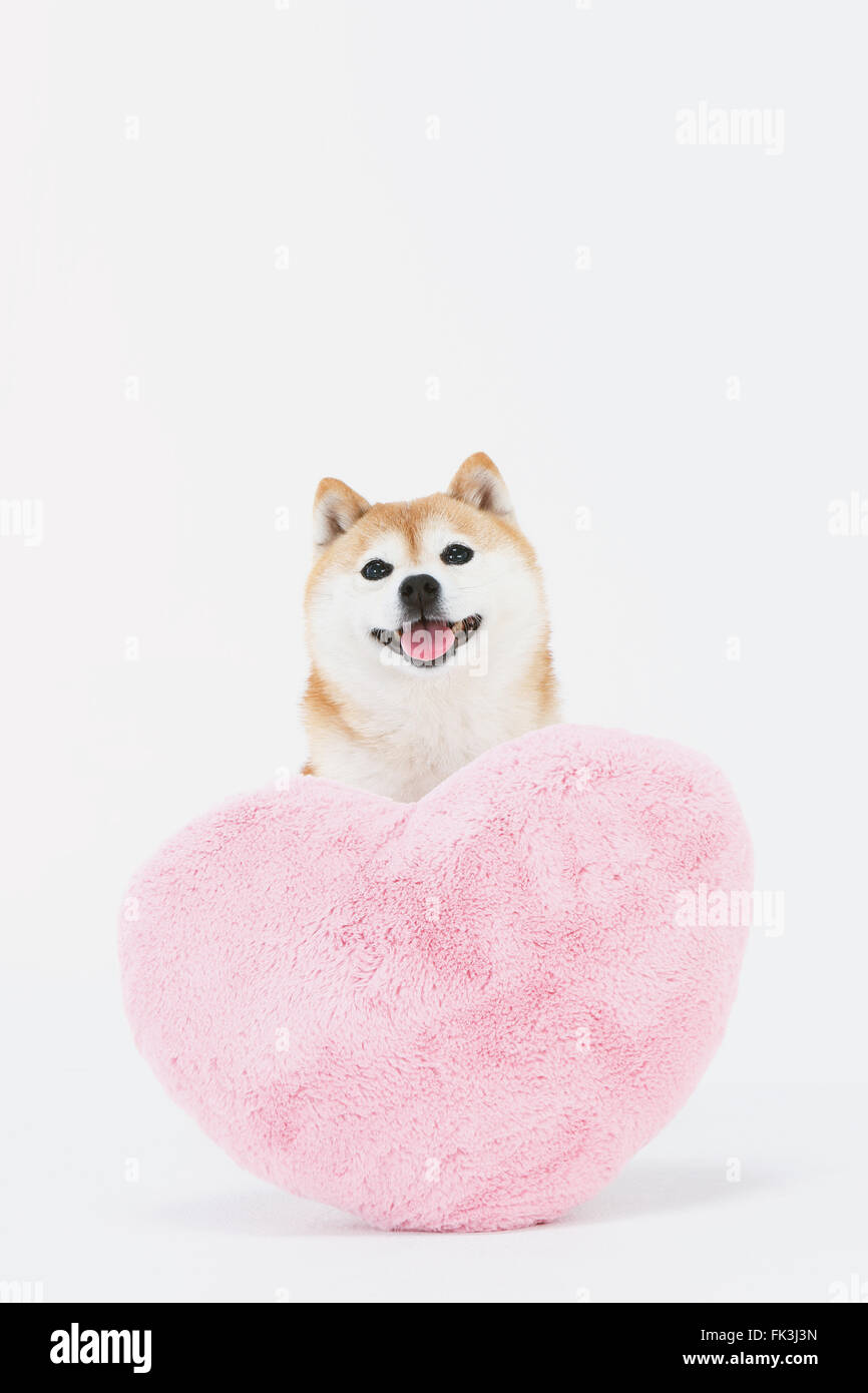 Mammalian heart hi-res stock photography and images - Alamy