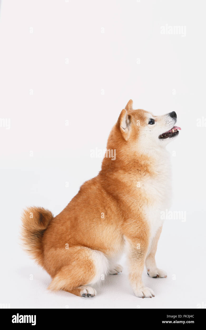 Shiba side profile hi-res stock photography and images - Alamy