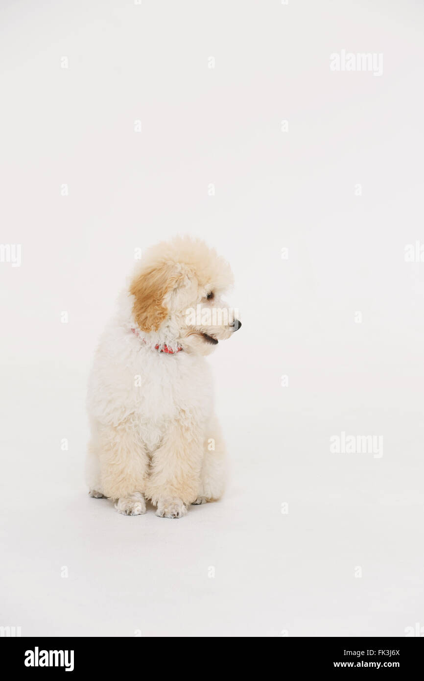 Poodle side hi-res stock photography and images - Alamy