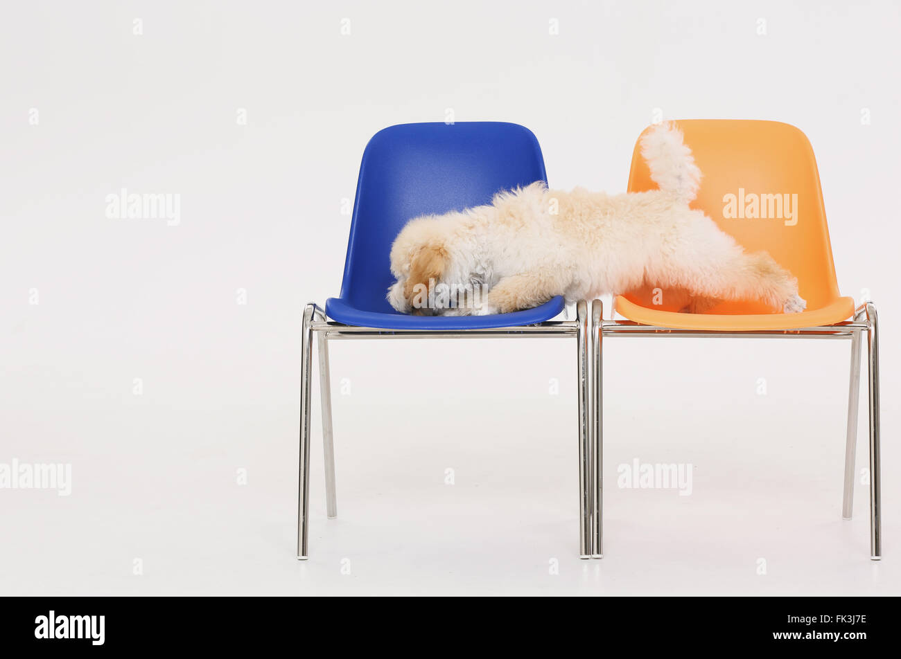 Side view cute small poodle hi-res stock photography and images - Alamy