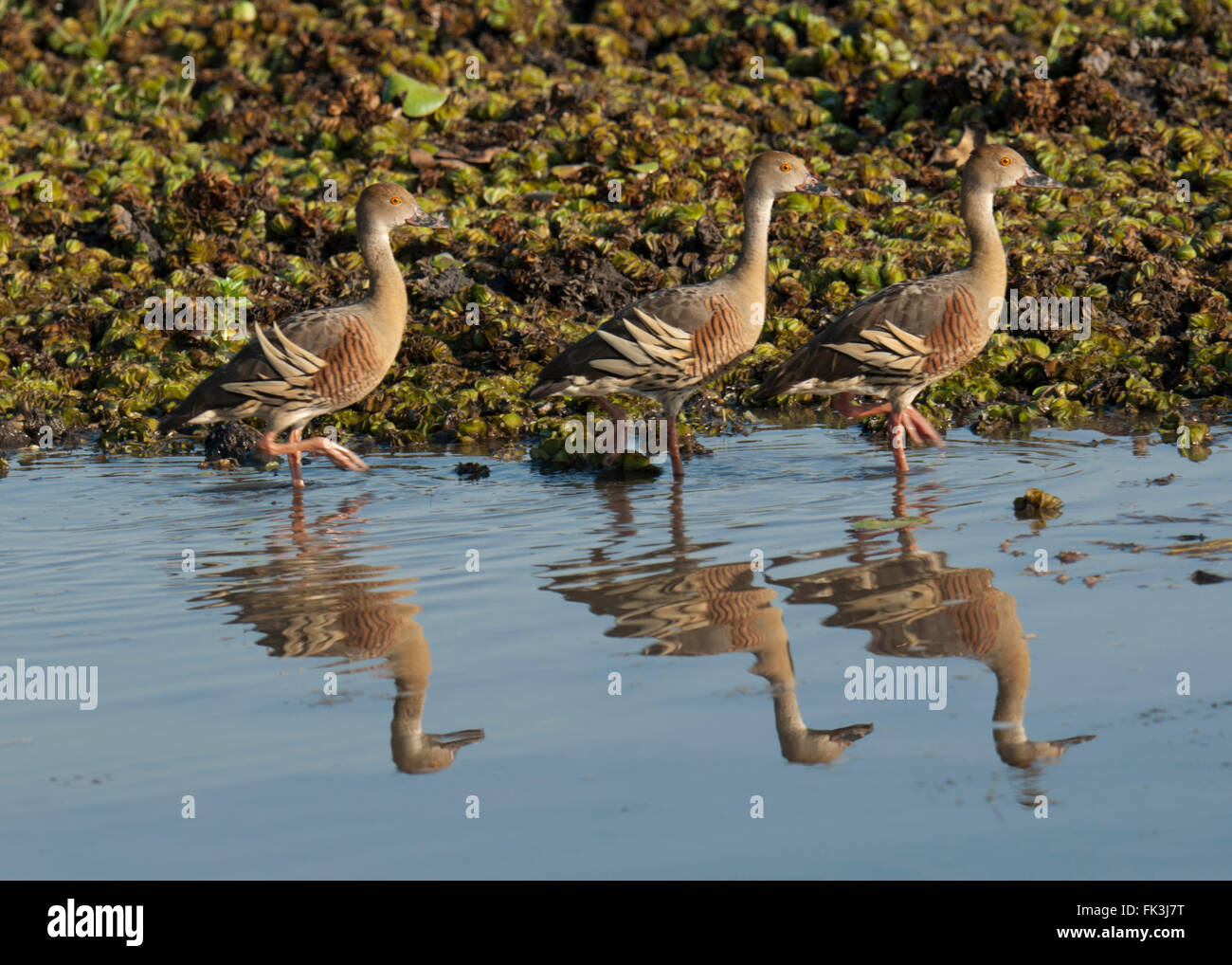 Kakadu national park australia hi-res stock photography and images - Alamy