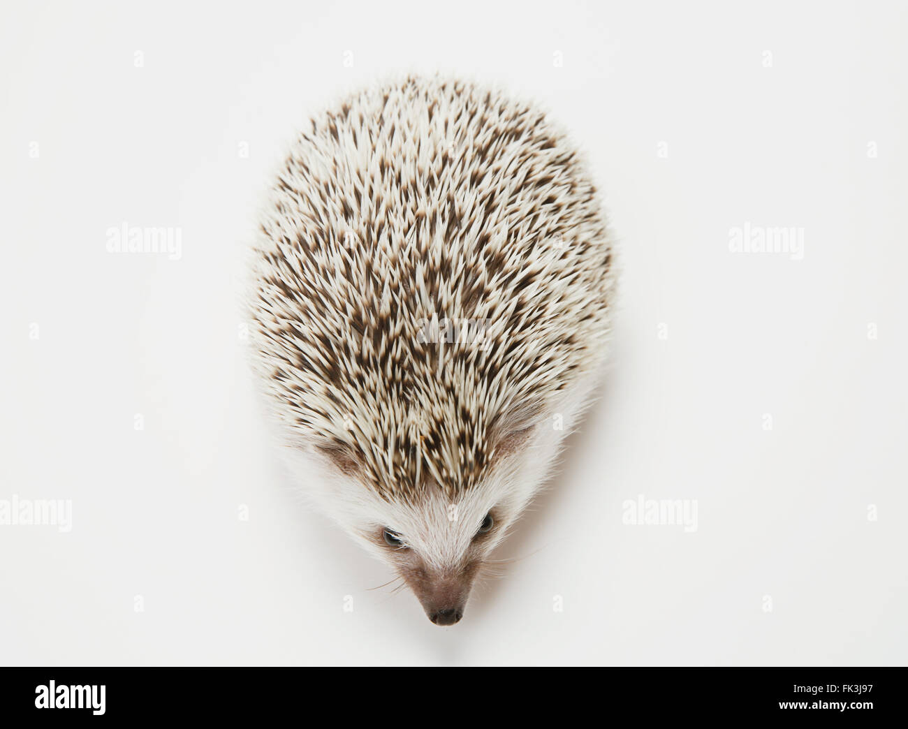 Cute hedgehog studio hi-res stock photography and images - Alamy