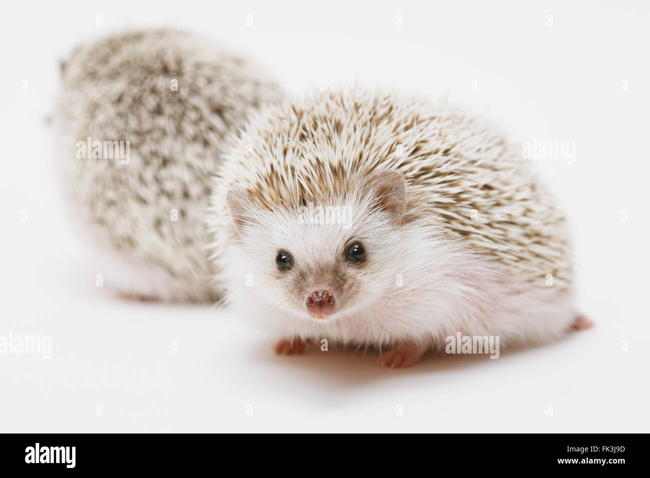 Cute hedgehog face hi-res stock photography and images - Alamy
