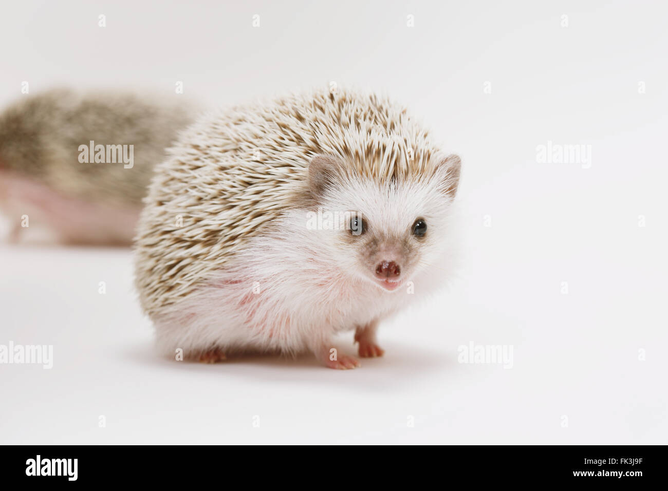 Cute hedgehog face hi-res stock photography and images - Alamy