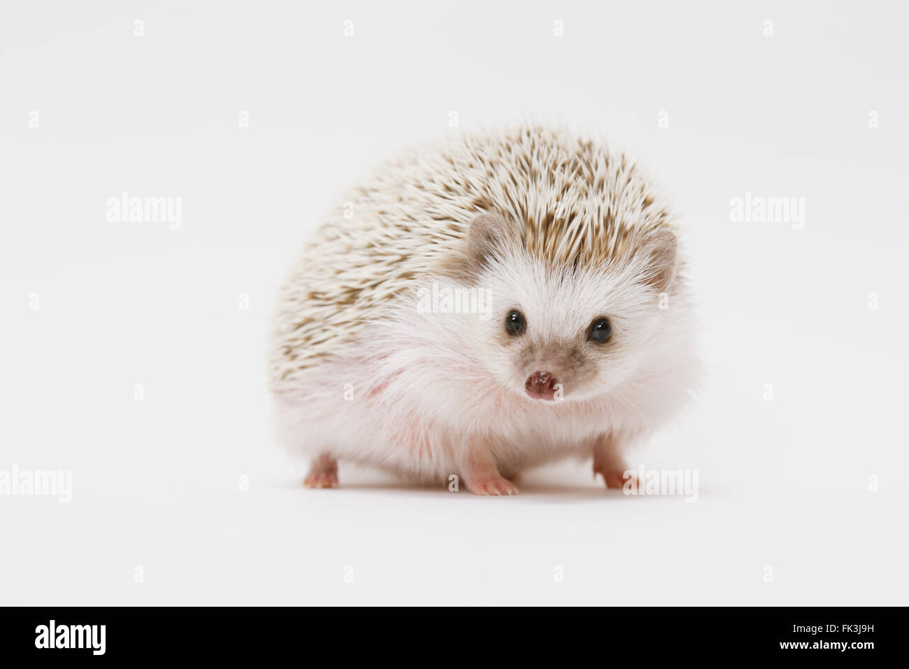 Hedgehog face close up hi-res stock photography and images - Alamy