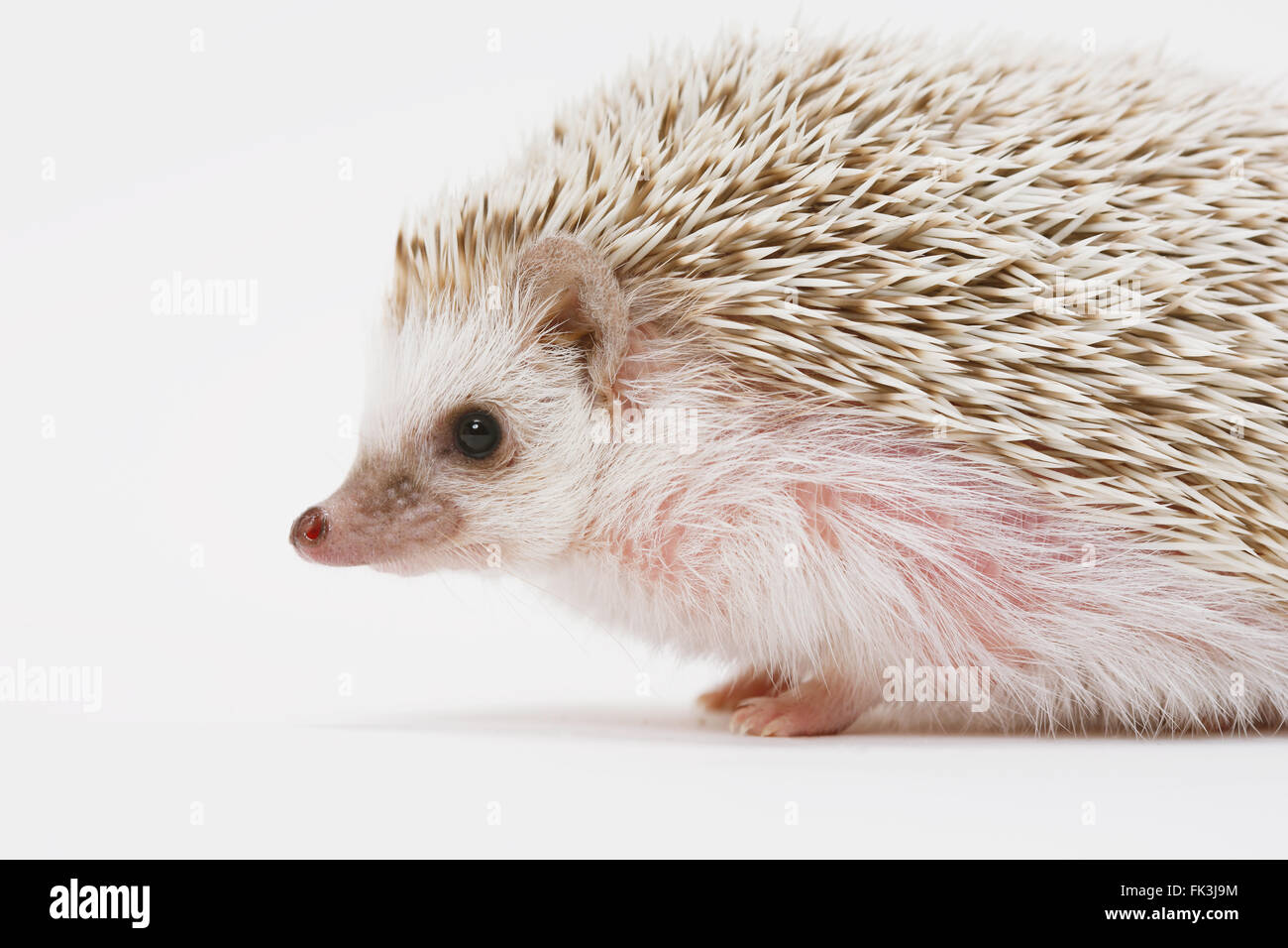Hedgehog face hi-res stock photography and images - Alamy