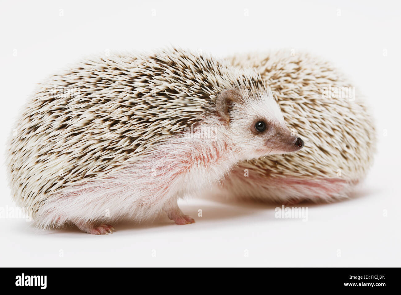 Hedgehog face hi-res stock photography and images - Alamy
