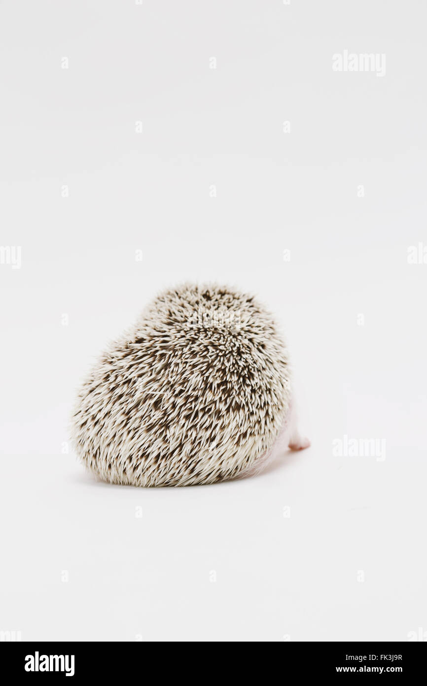 Round hedgehog hi-res stock photography and images - Alamy