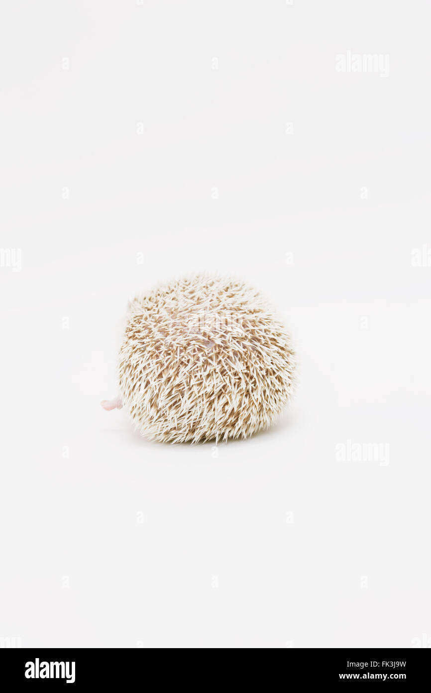 Round hedgehog hi-res stock photography and images - Alamy
