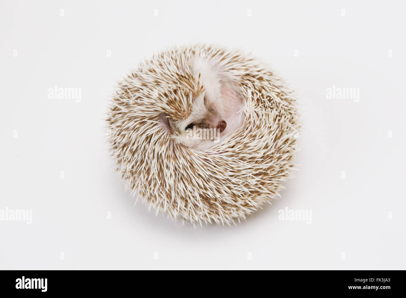 Round hedgehog hi-res stock photography and images - Alamy