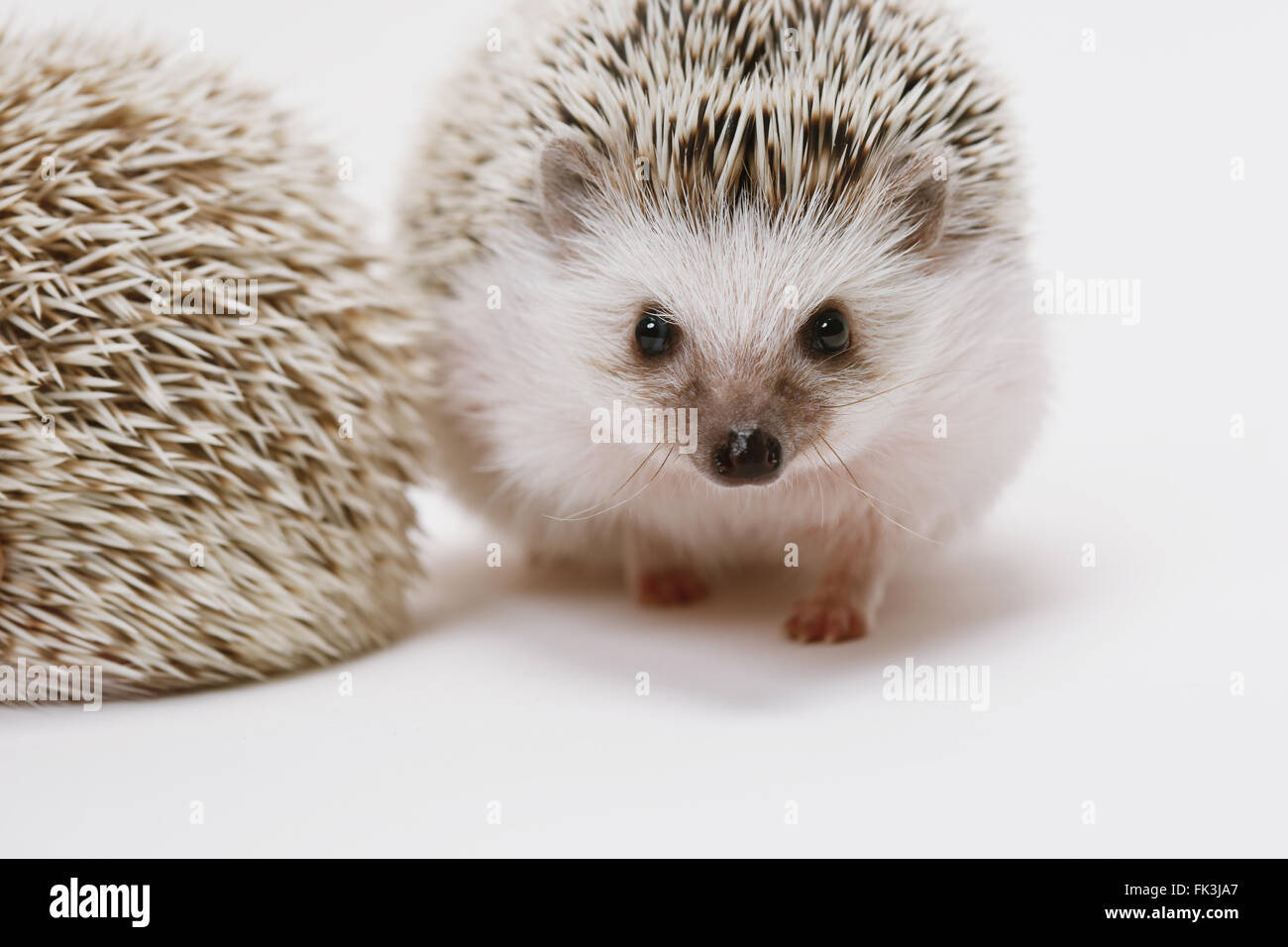 Cute hedgehog face hi-res stock photography and images - Alamy