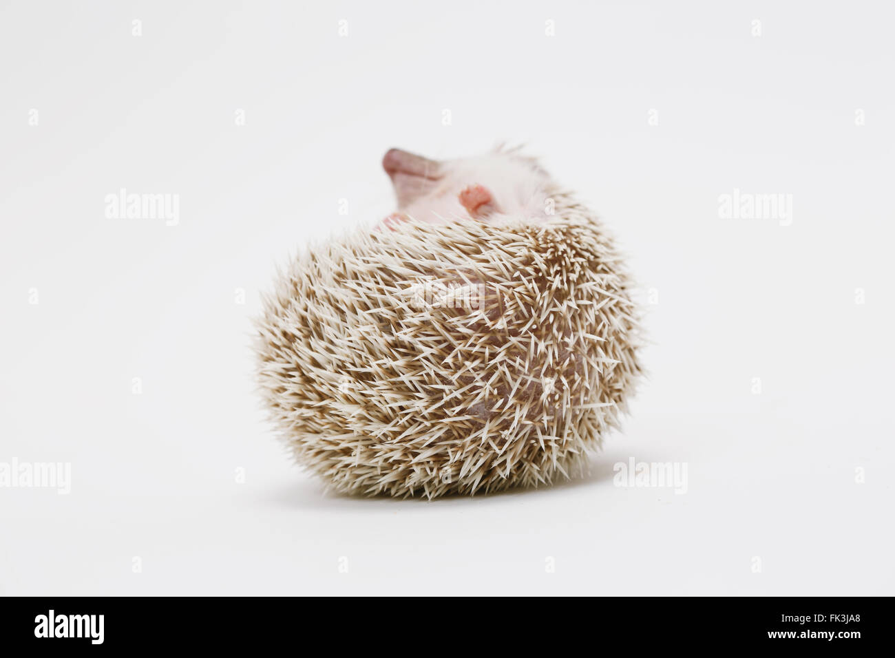 Curled up hedgehog hi-res stock photography and images - Alamy