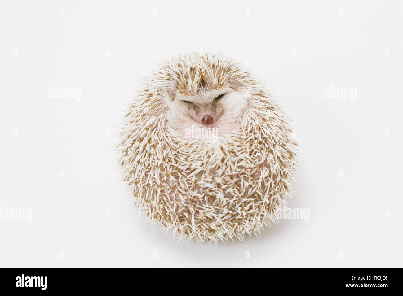 Round hedgehog hi-res stock photography and images - Alamy