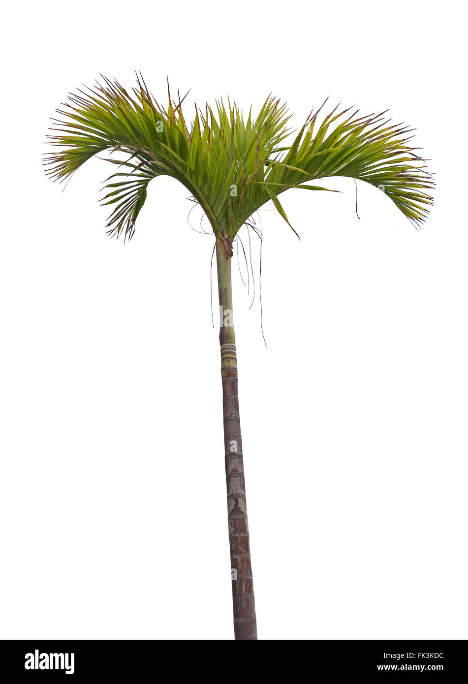 Isolated palm tree Stock Photo - Alamy