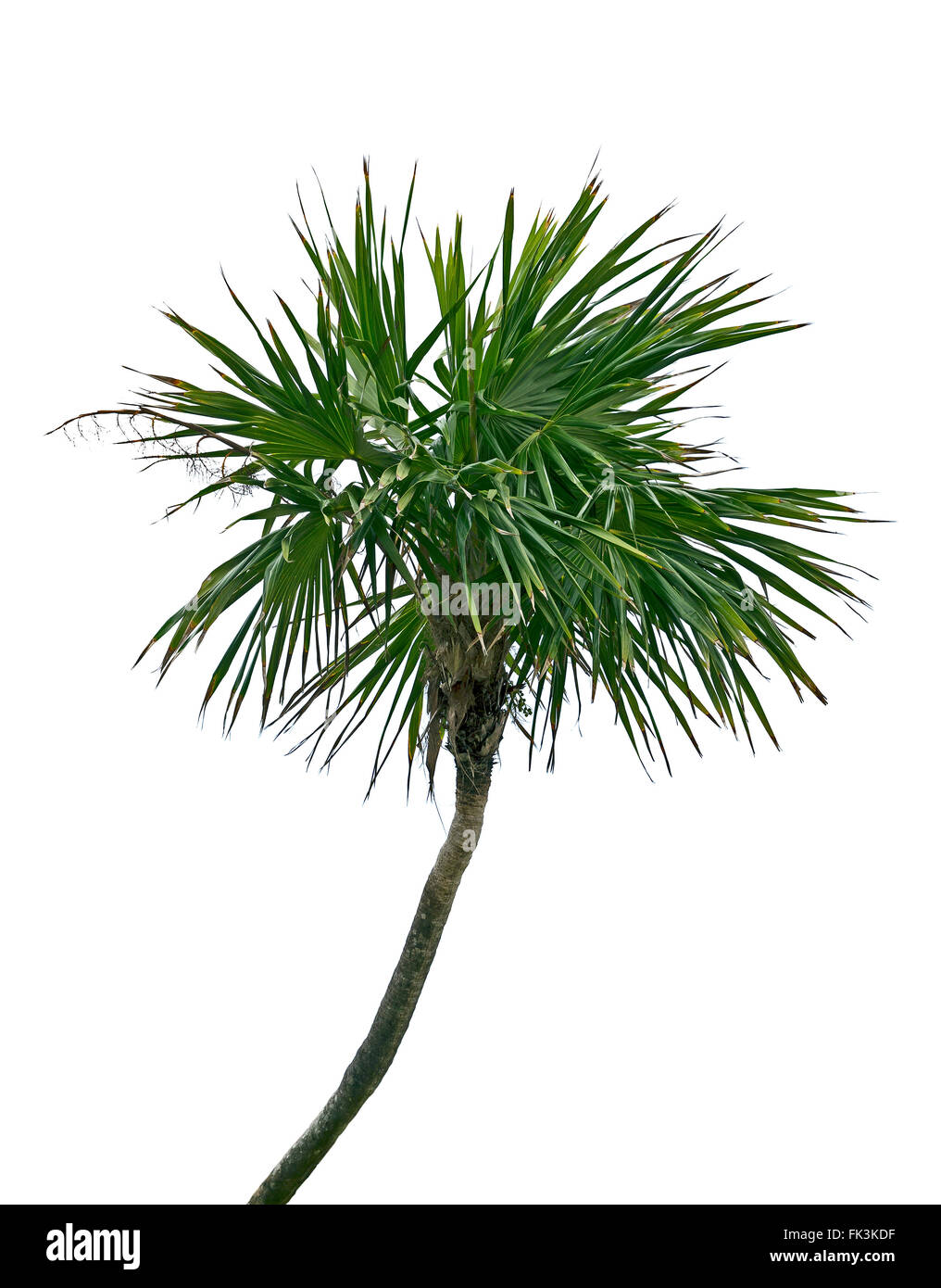 Cycad palm garden Cut Out Stock Images & Pictures - Alamy