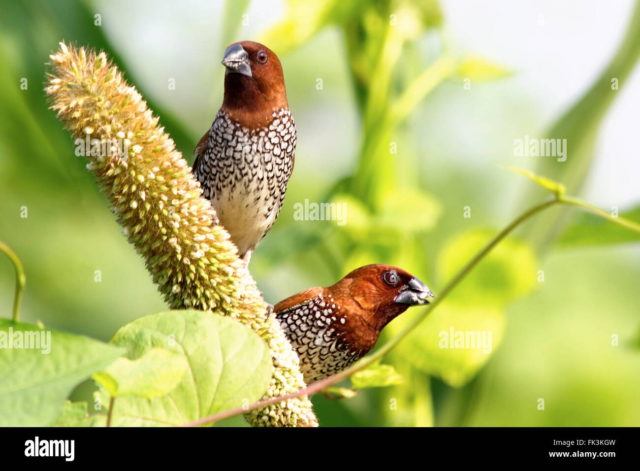 Very small bird hi-res stock photography and images - Alamy