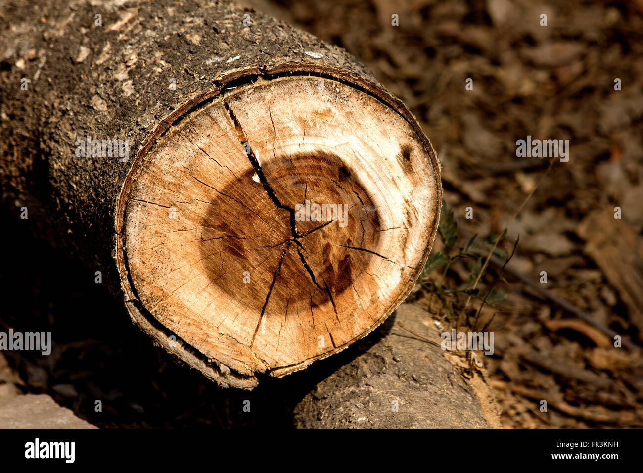 A lumber with its natural texture Stock Photo - Alamy