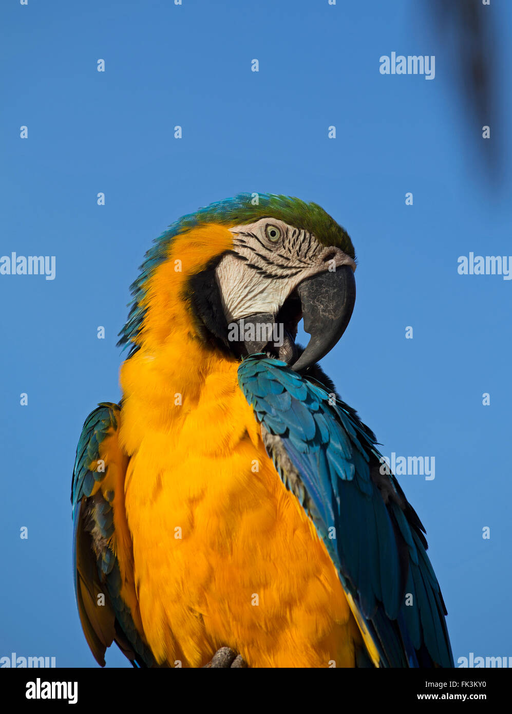 Colorful feathered hi-res stock photography and images - Alamy