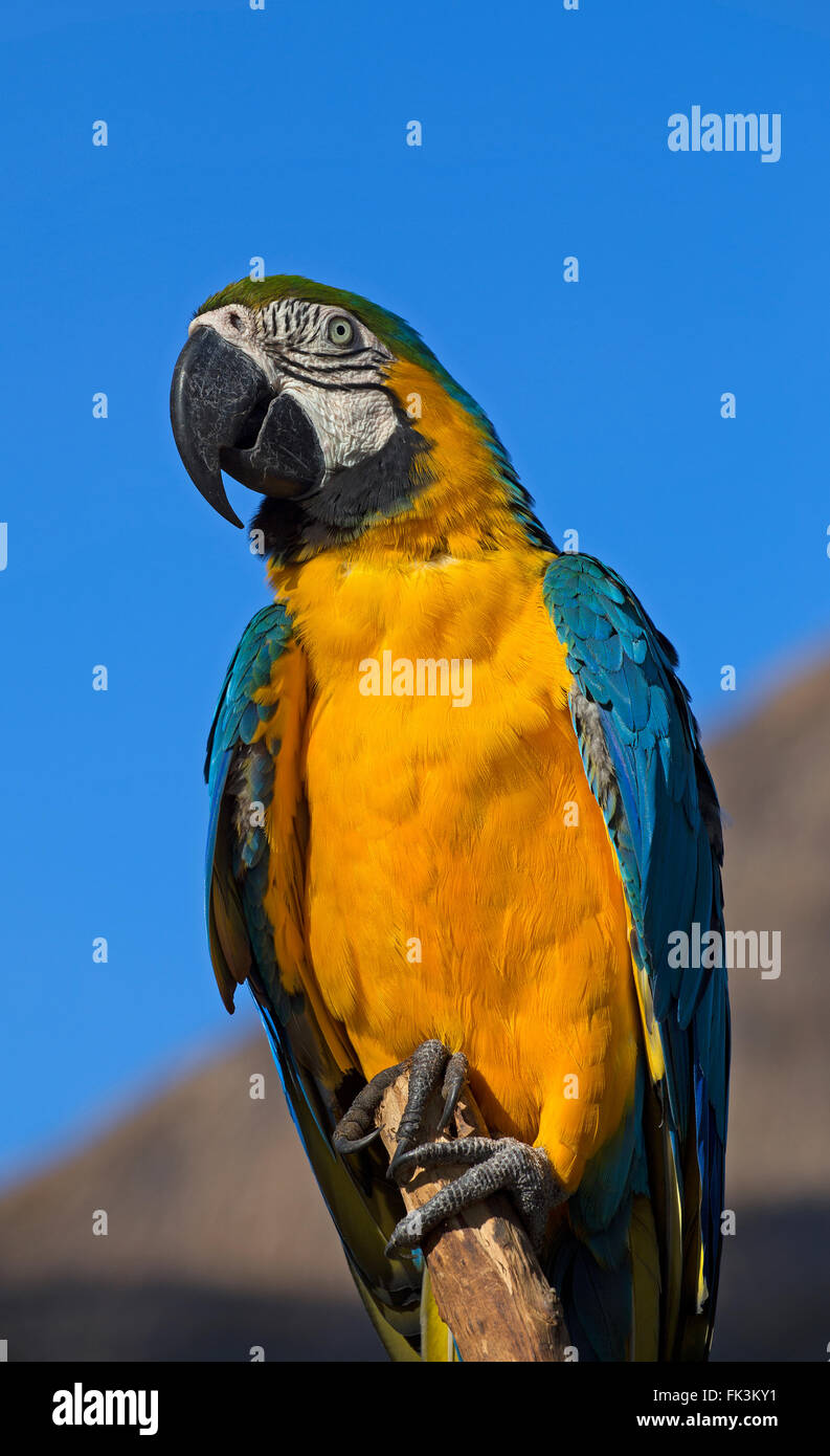 Aviary parrot hi-res stock photography and images - Alamy