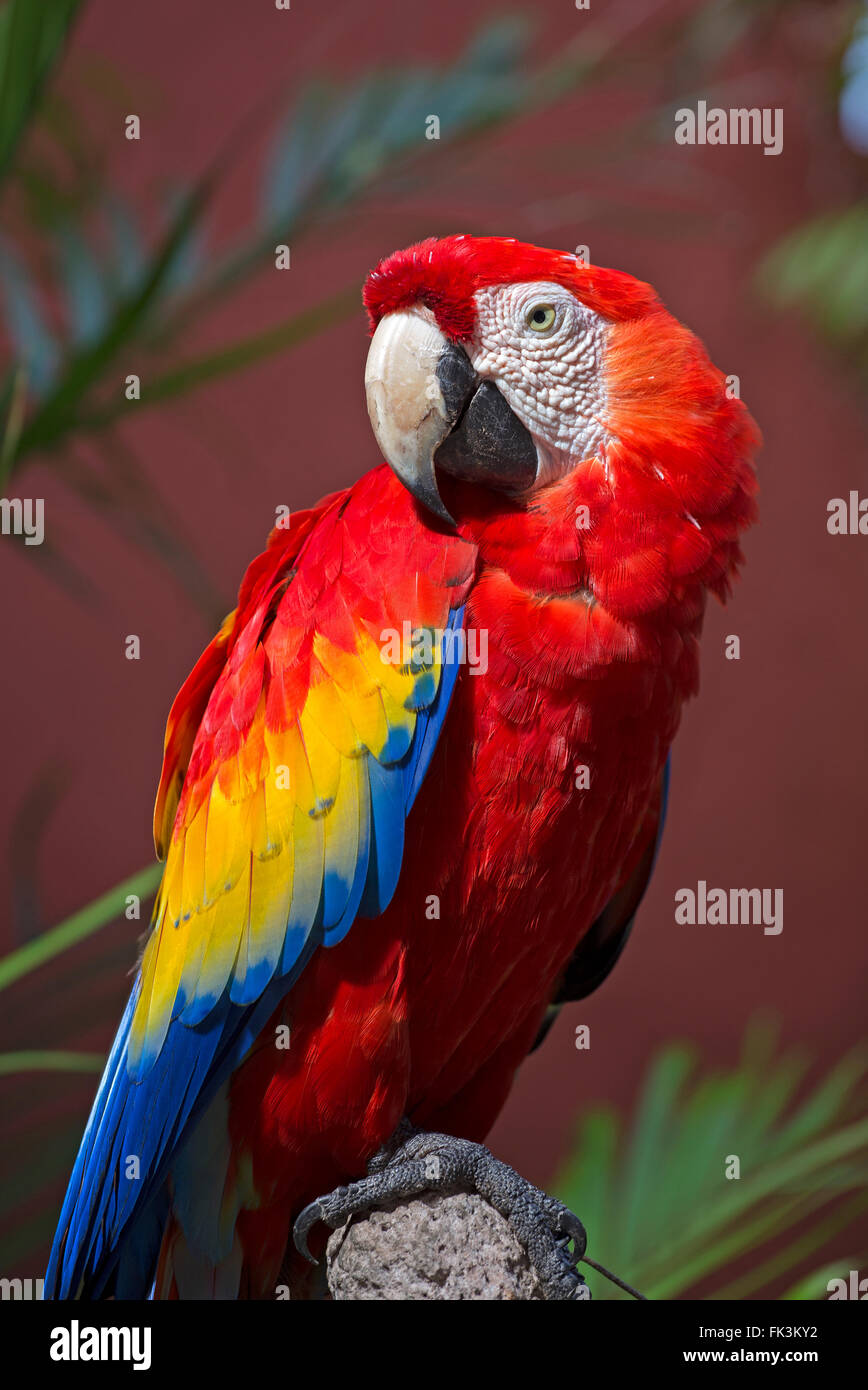 Colorful parrot hi-res stock photography and images - Alamy
