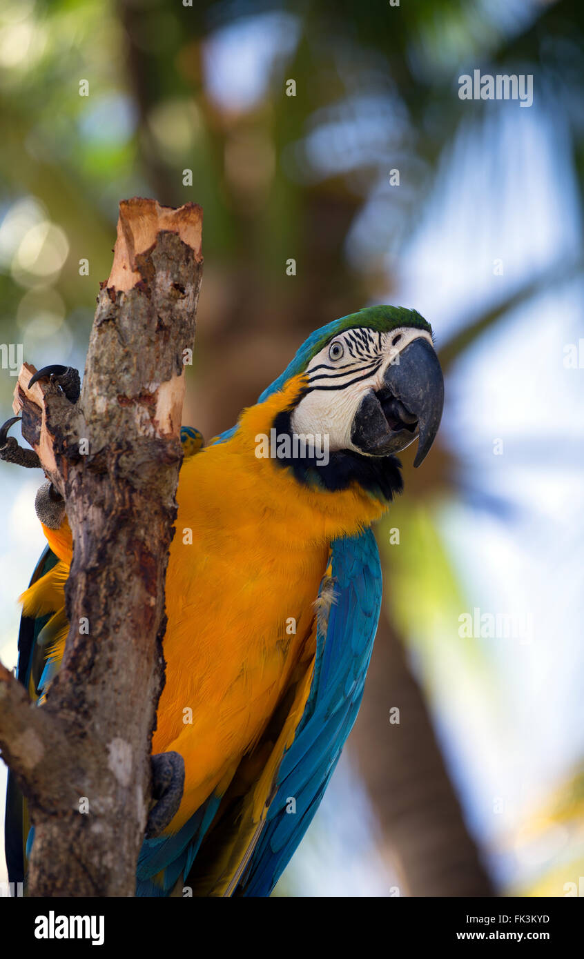 Aviary parrot hi-res stock photography and images - Alamy