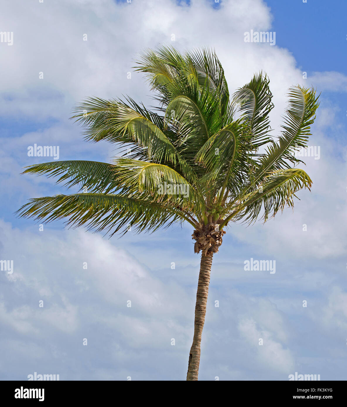 Beautiful coconut tree hi-res stock photography and images - Alamy