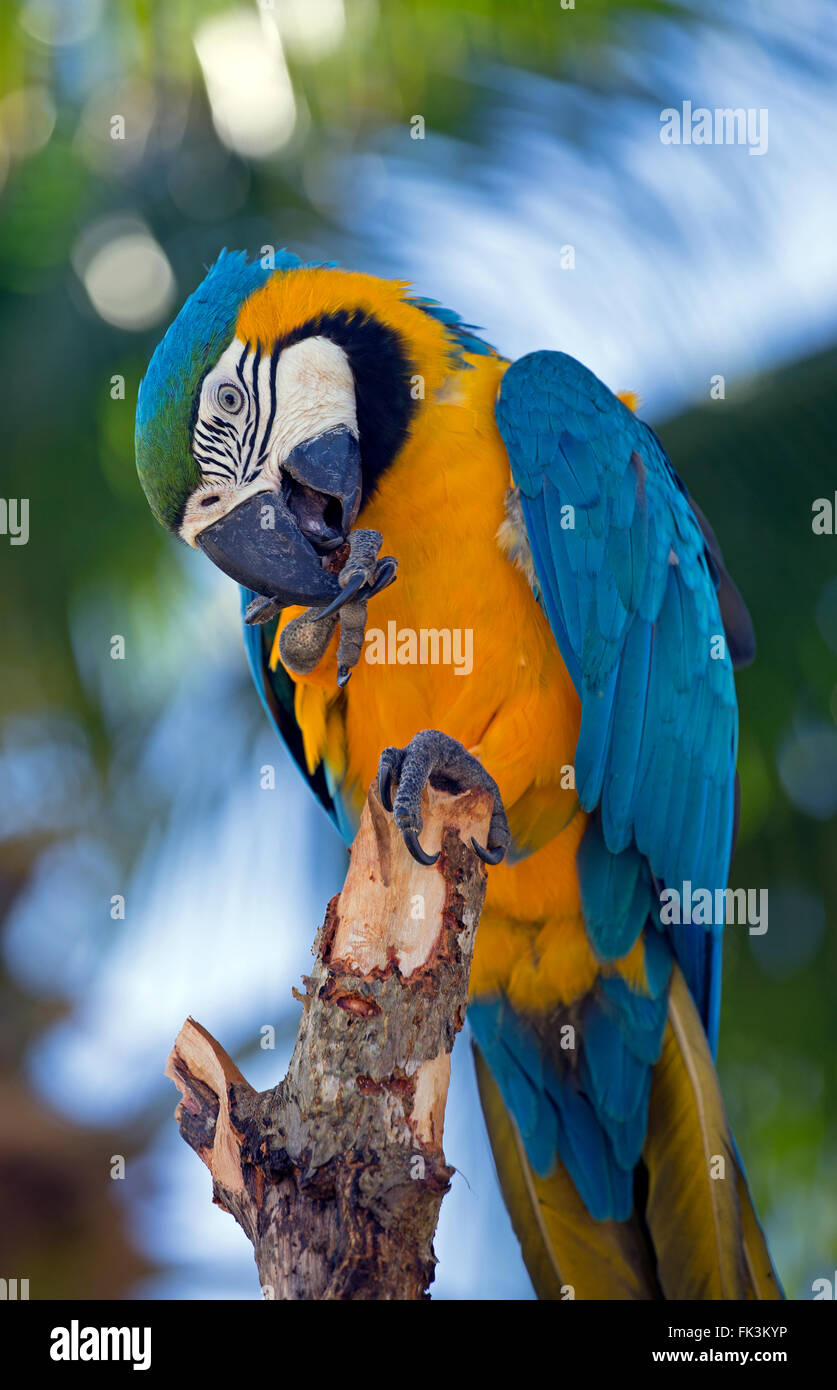 Turquoise parrot hi-res stock photography and images - Alamy