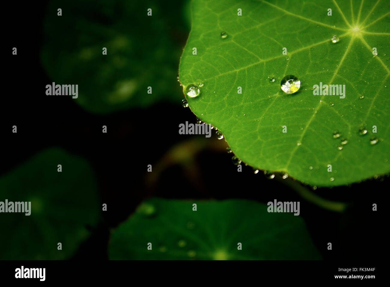 Leaf dew drop hi-res stock photography and images - Alamy