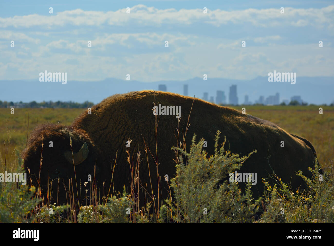 American Bison Buffalo with Denver, Colorado and Mountains visible in ...