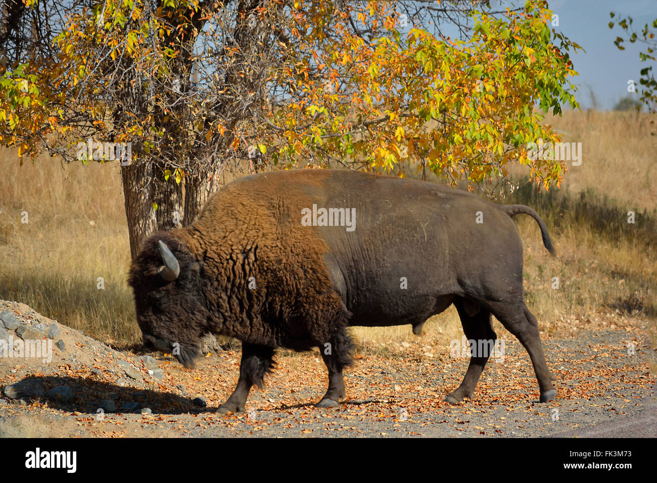 Alpha male large horns hi-res stock photography and images - Alamy