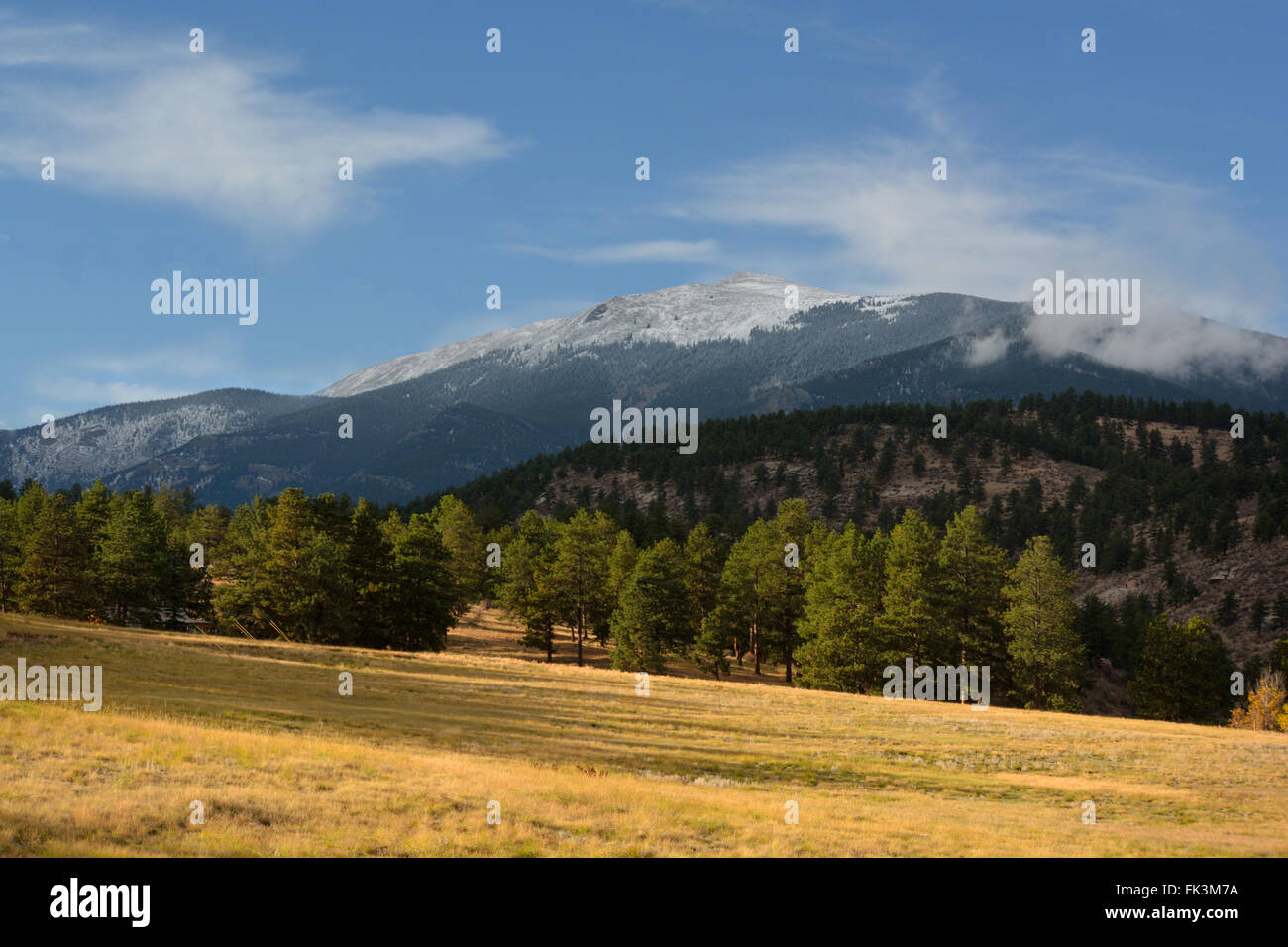 Sunny Grass Field with Pine Trees and a Snow Covered Mountain Stock ...