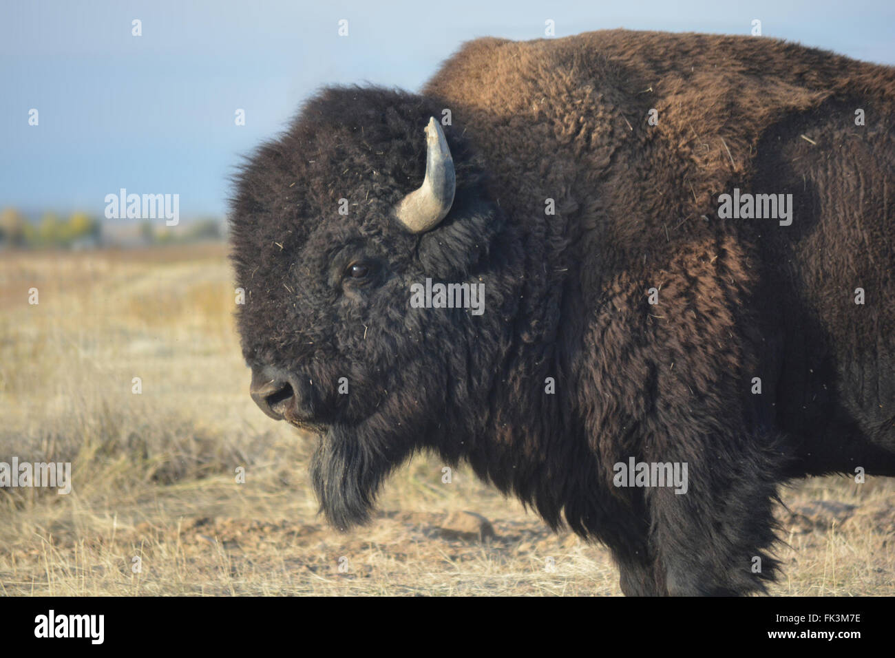 Strong bison hi-res stock photography and images - Alamy