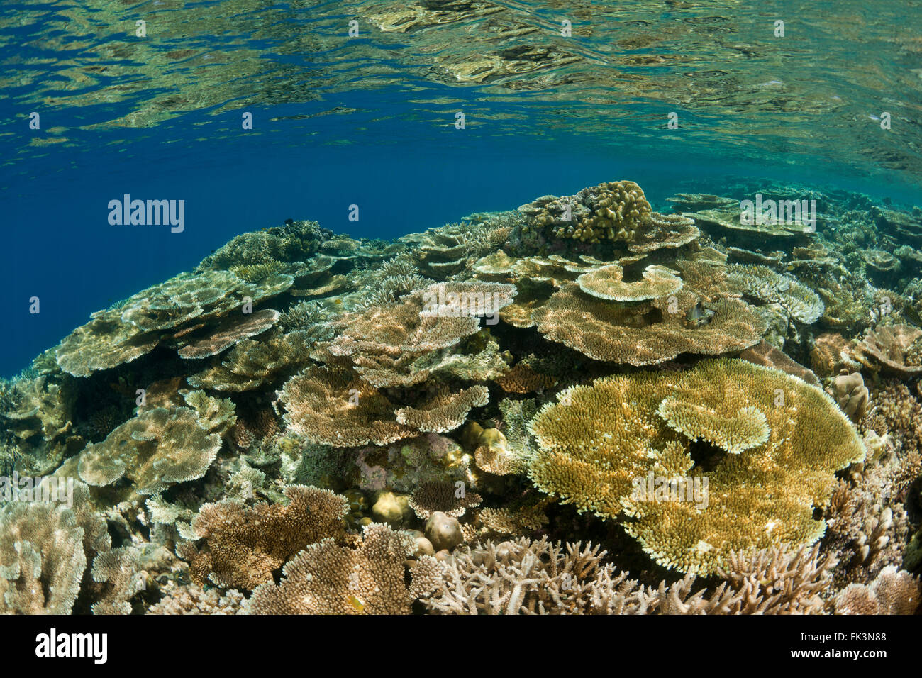 Ocean shallows underwater hi-res stock photography and images - Alamy