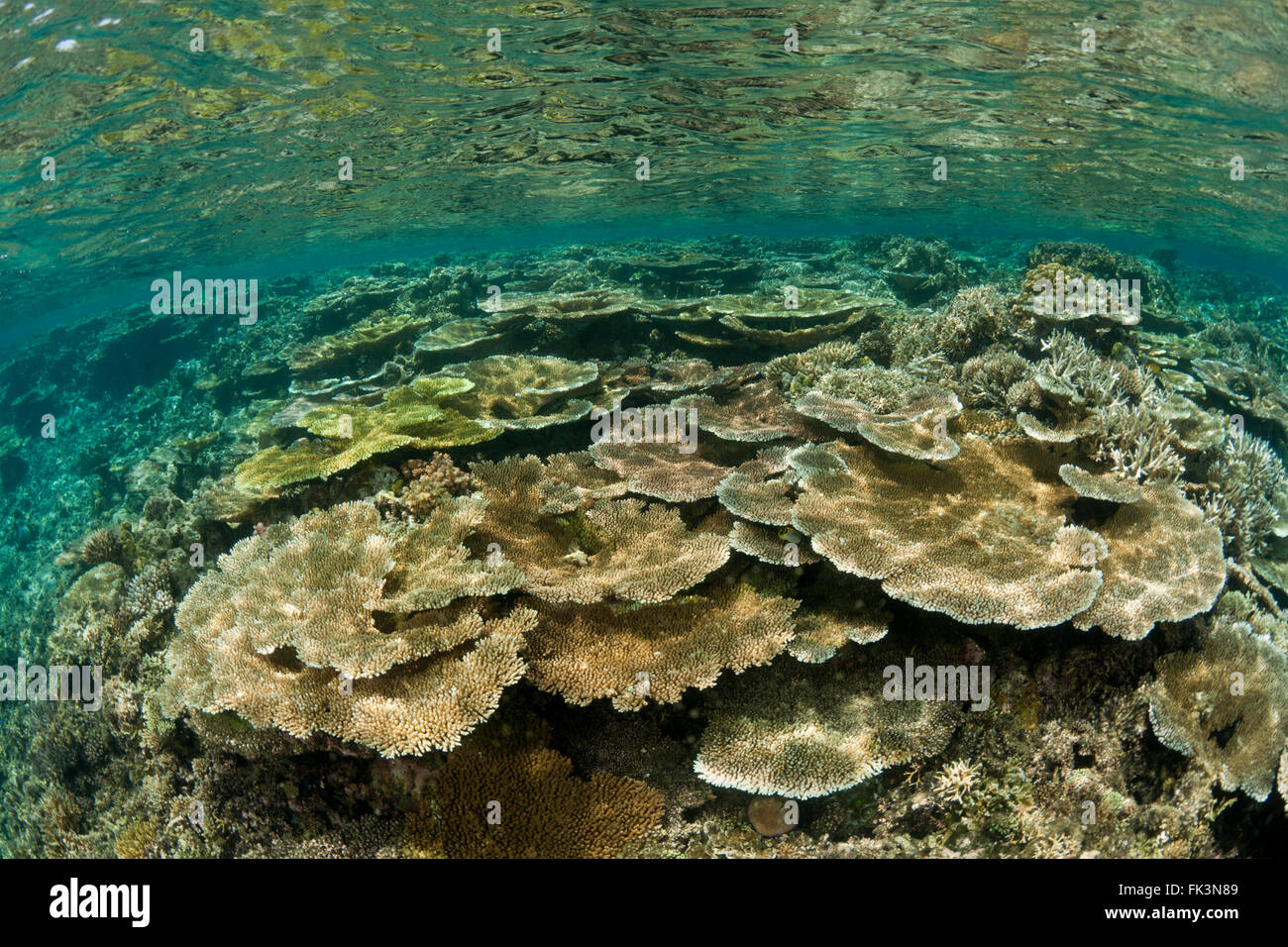 Ocean shallows underwater hi-res stock photography and images - Alamy