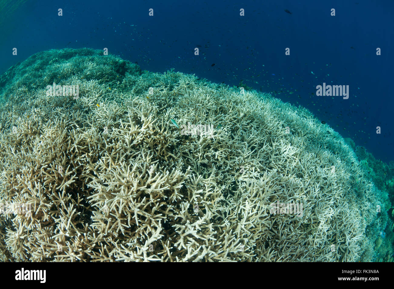 Death of coral reefs hi-res stock photography and images - Alamy