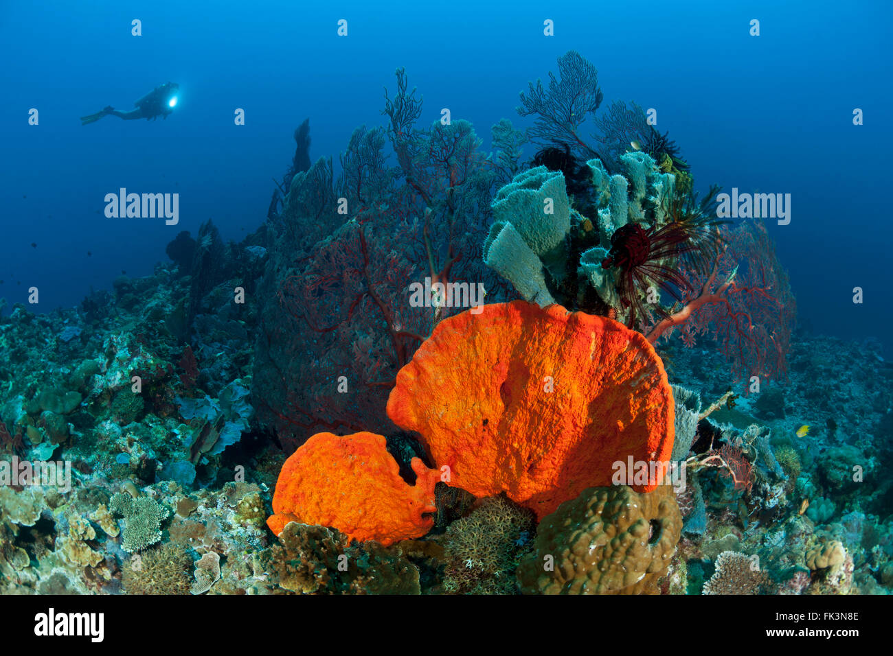 Bright orange sponge and massive fan corals in the reef with diver ...