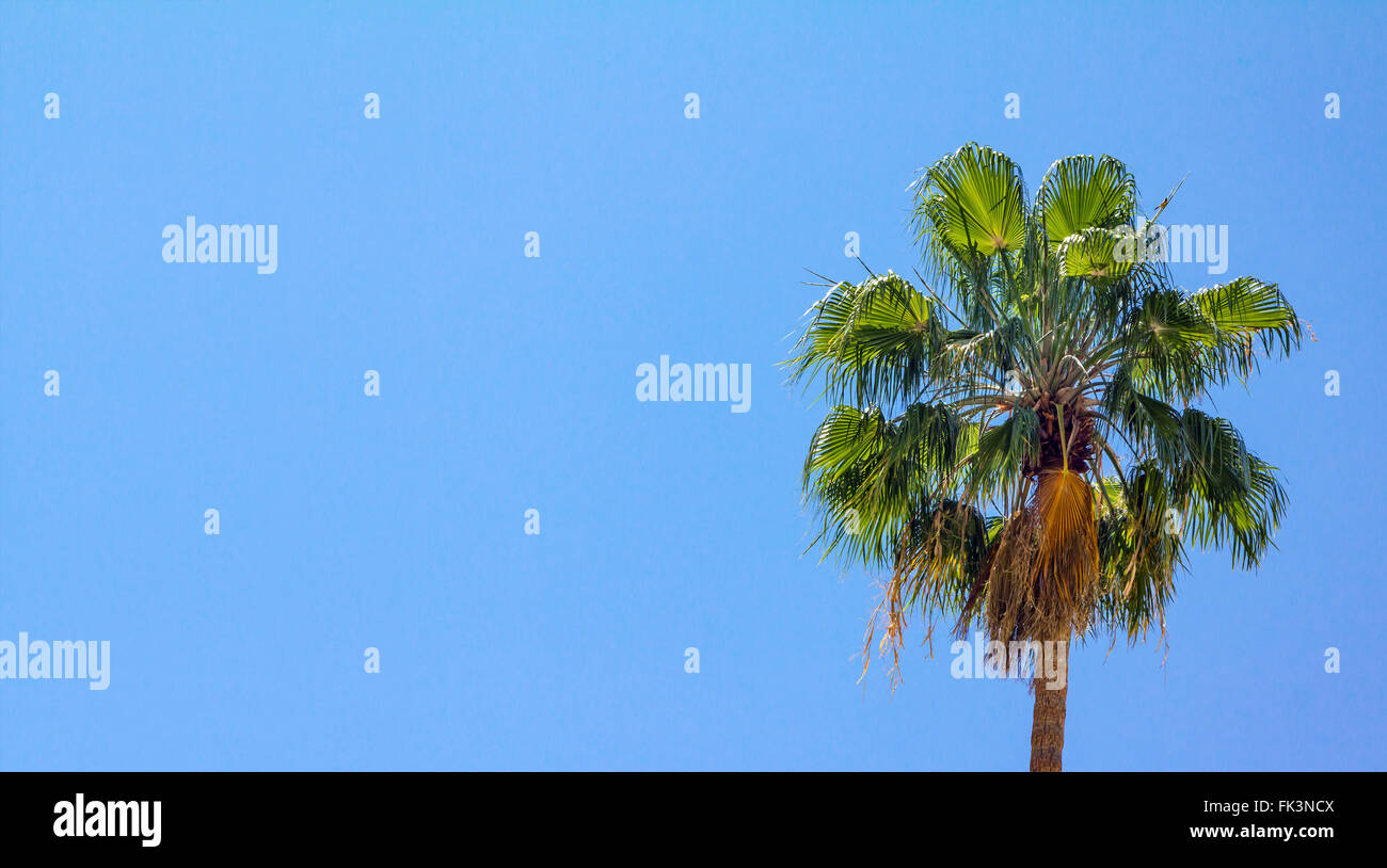 Tropical palm tree against a clear blue sky background with no clouds ...