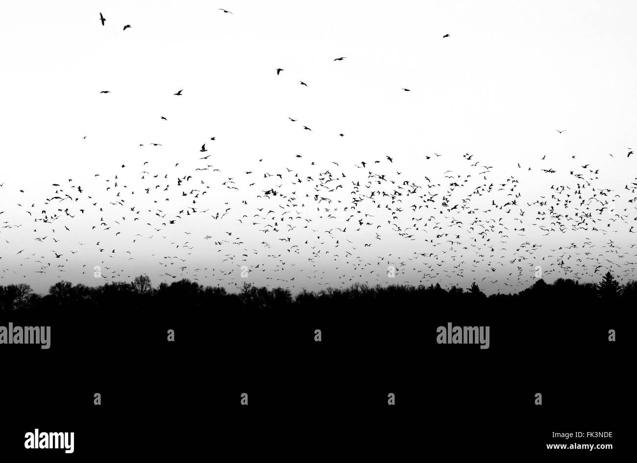 Flock of birds flying above the trees in black and white Stock Photo ...