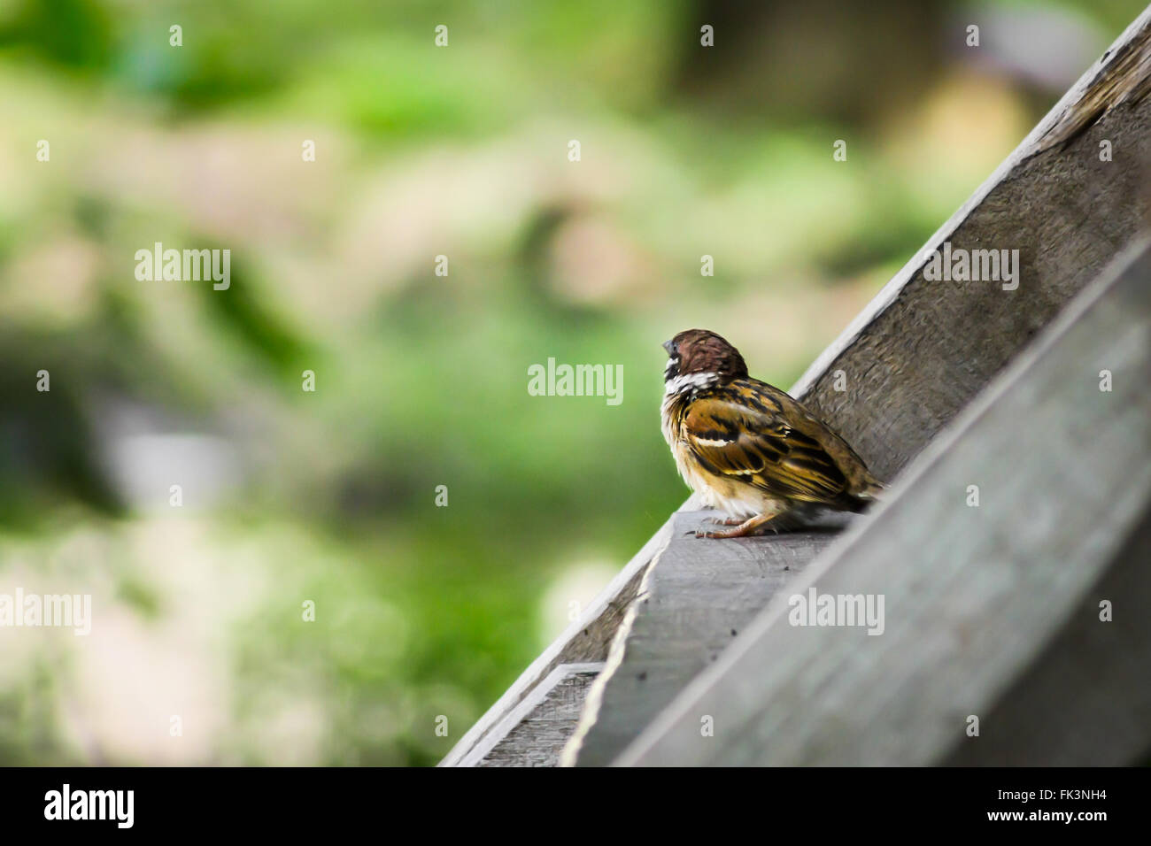 Bird on a stairs Stock Photo - Alamy
